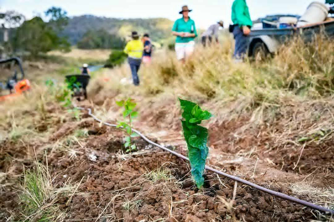 Morpheus 2.0 - Biodynamic, Organic Compost (Fertilizer) – RED SOIL ORGANICS